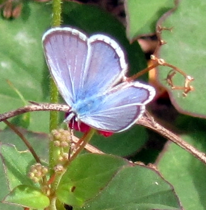 Hiking Curaçao - Flora and Fauna: Tiny Blue Butterfly