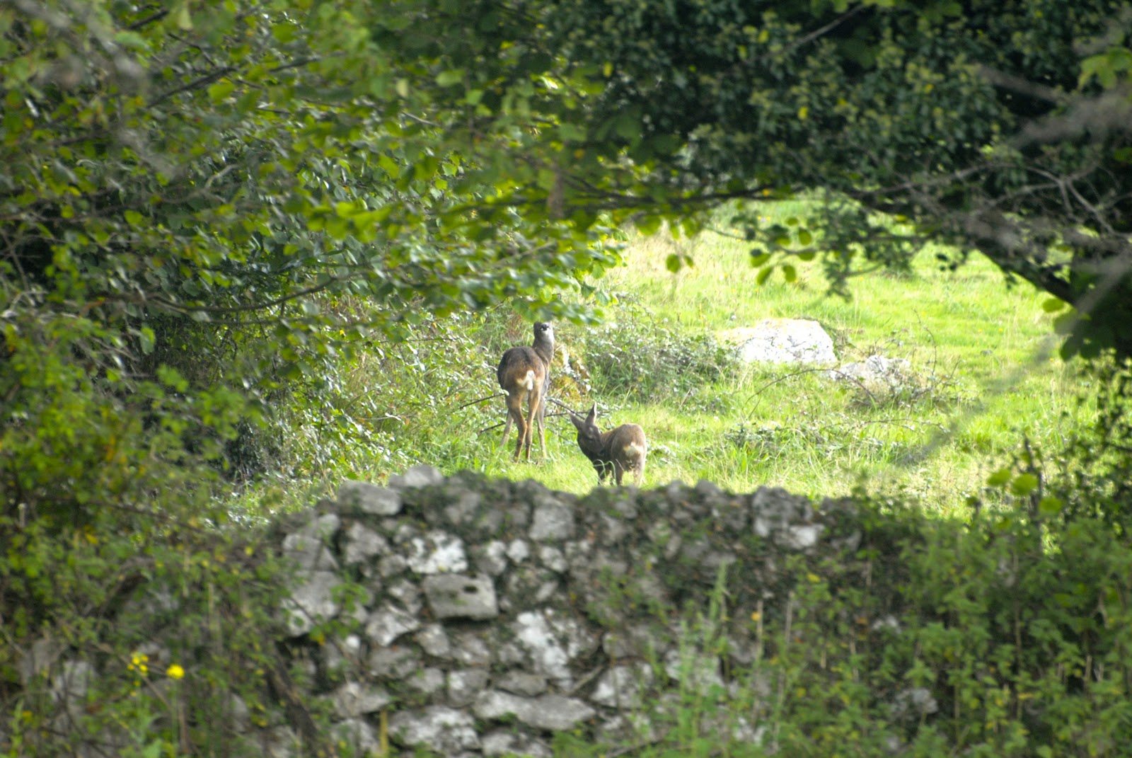 EL NIDO DEL XUAN: EL CORZO (Capreolus capreolus)