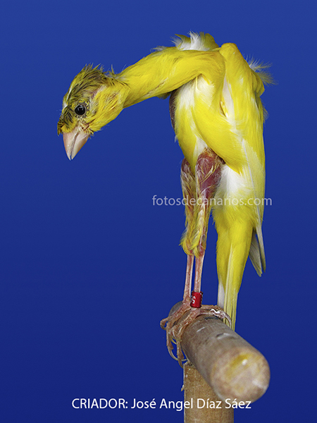 LOS CANARIOS DE POSTURA: Canarios Rizados (2)