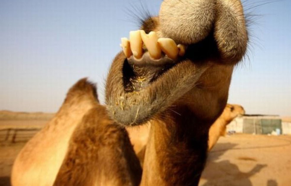 ANIMAL WORLD TokTil: Camal: I have big teeth, you know?