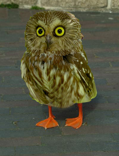 Scaryduck: Not Scary. Not a Duck: Sorting out owls for once and for all