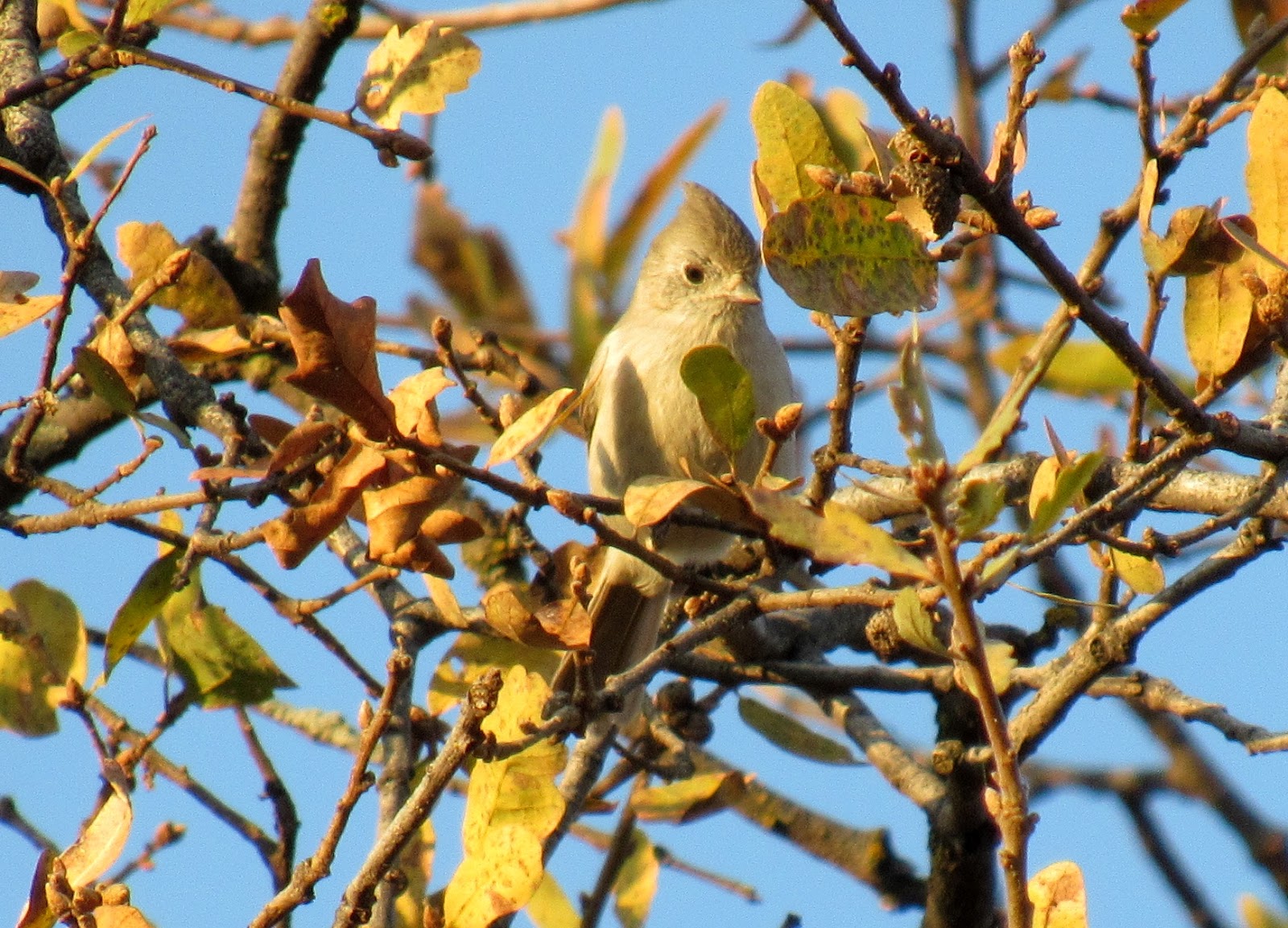 Oak Titmouse: "The Voice and Soul of the Oak Woodlands"