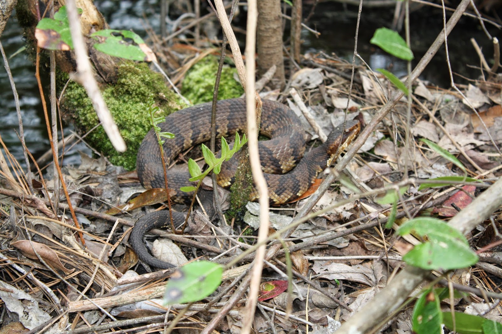Nature Explorer : Identifying NC Venomous Snakes Part1: Cottonmouths ...
