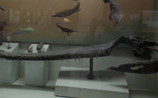 Noticias de Paleontologia: Gryposuchus neogaeus, un cocodrilo de ...