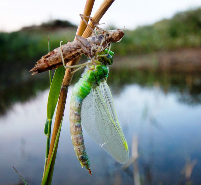 Libelinha de René Lalique - Museu Gulbenkian