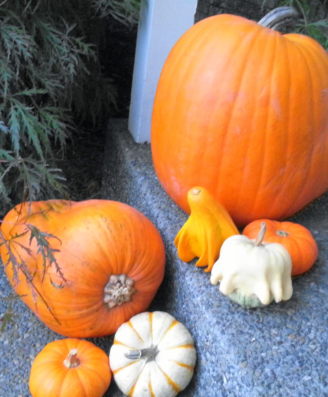 For the Love of All Things Pumpkin