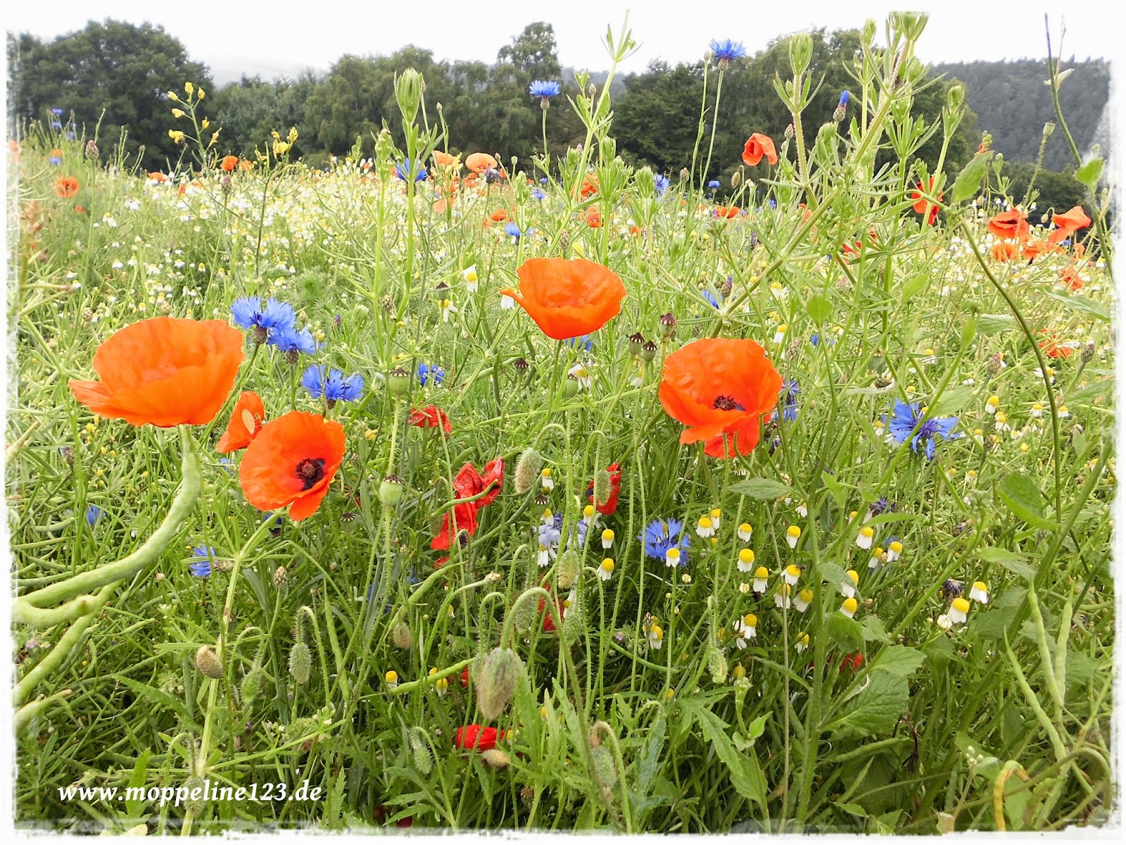 moppeline123: 12 von 12 - Monat Juni 2014