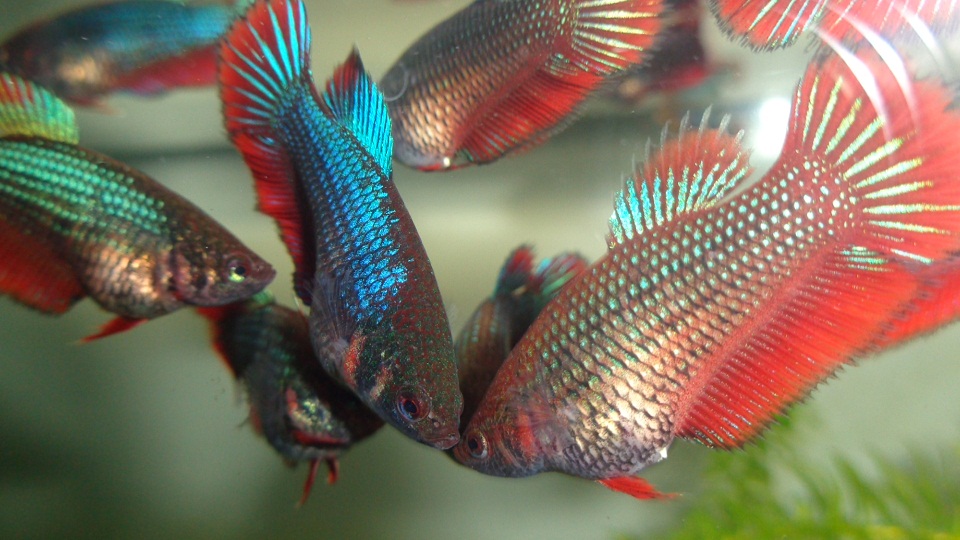 Vand pesti BETTA superdelta (poze individuale)