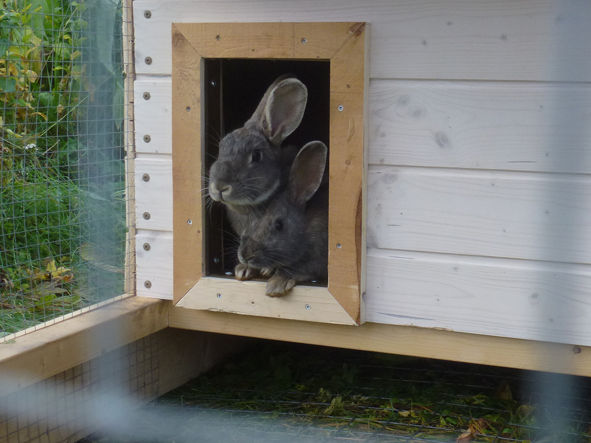 Forsnäs Hemman: Kaninbur på hjul- bildserie över konstruktionen