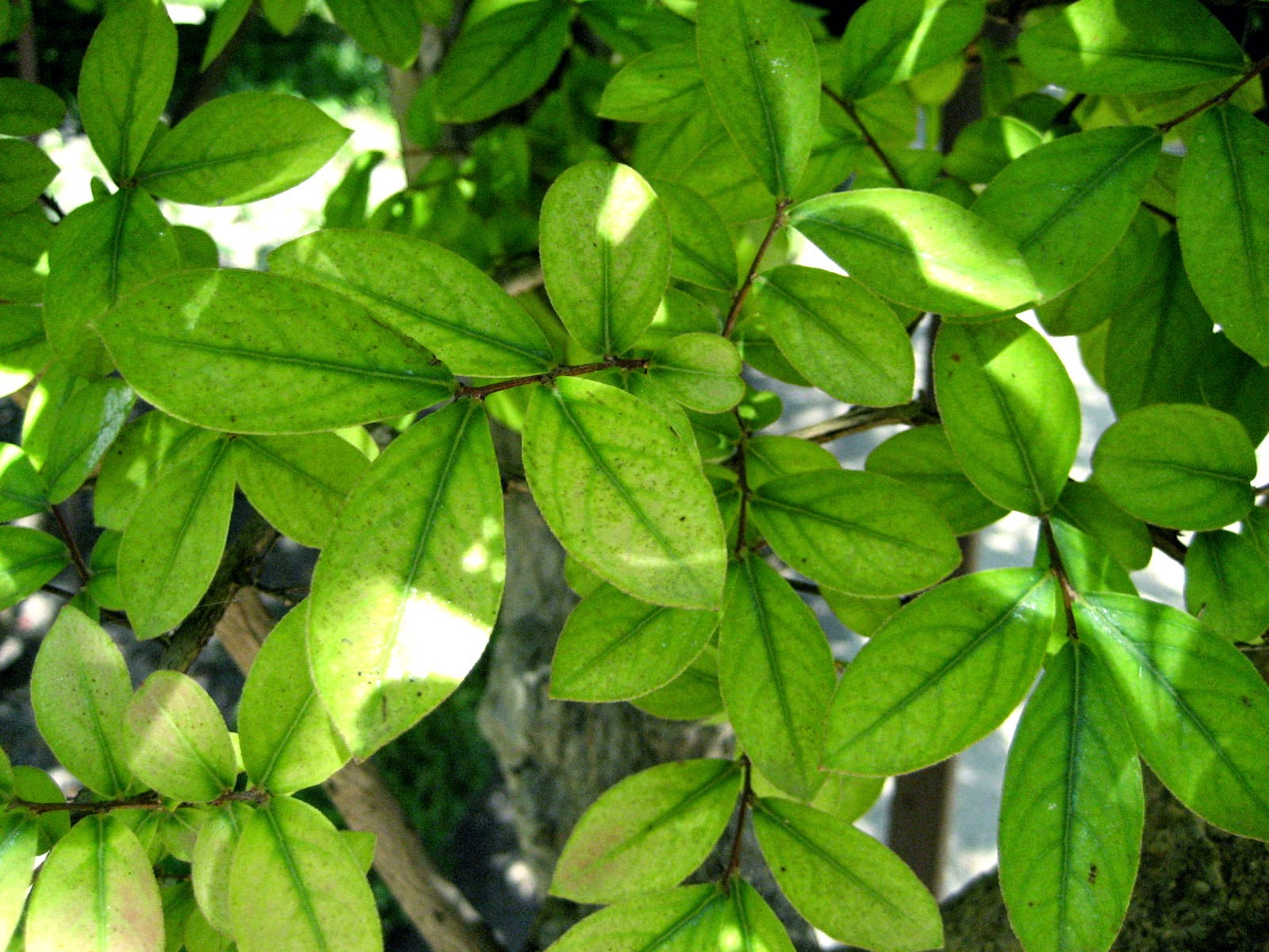 Árboles con alma: Arbol de Júpiter. (Lagerstroemia índica)