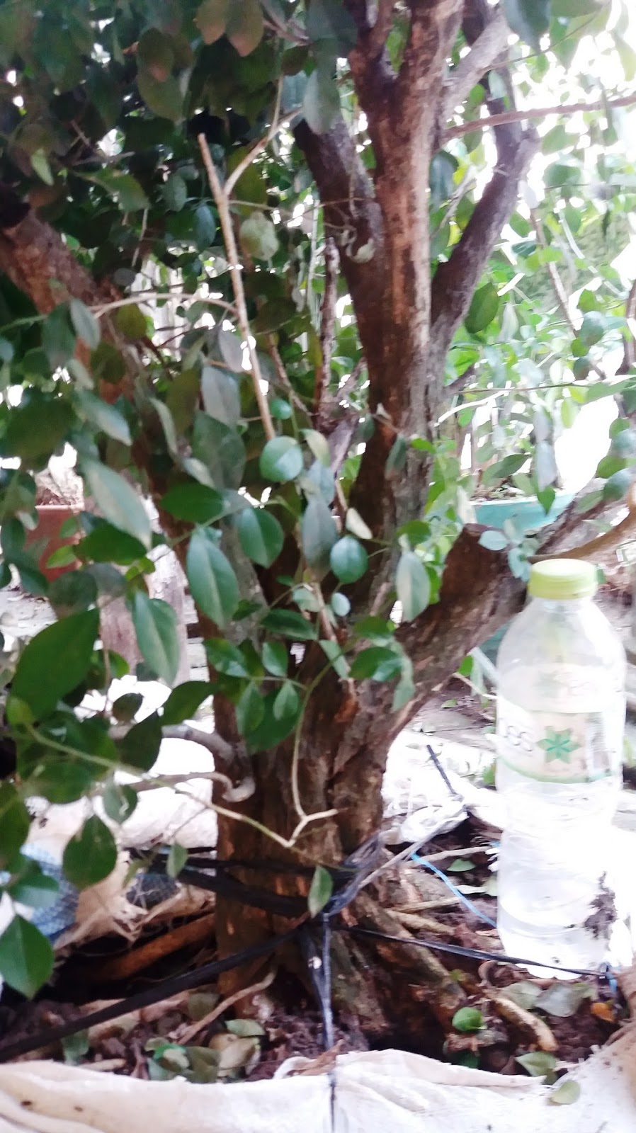 KIREINA BONSAI: Bonsai Kemuning: Tips Membentuk dan Merawat