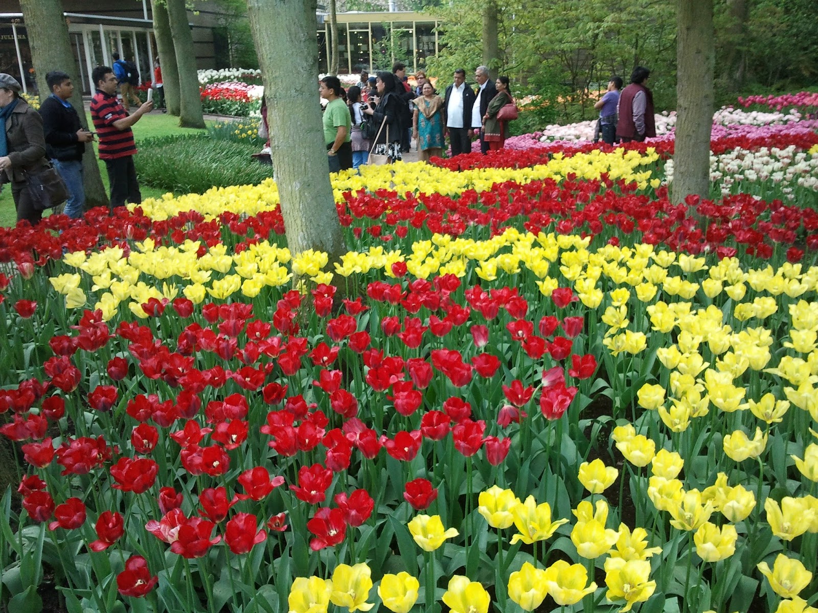 apple muslim holiday: BELANDA ANTARA KEUKENHOF DAN VOLENDAM