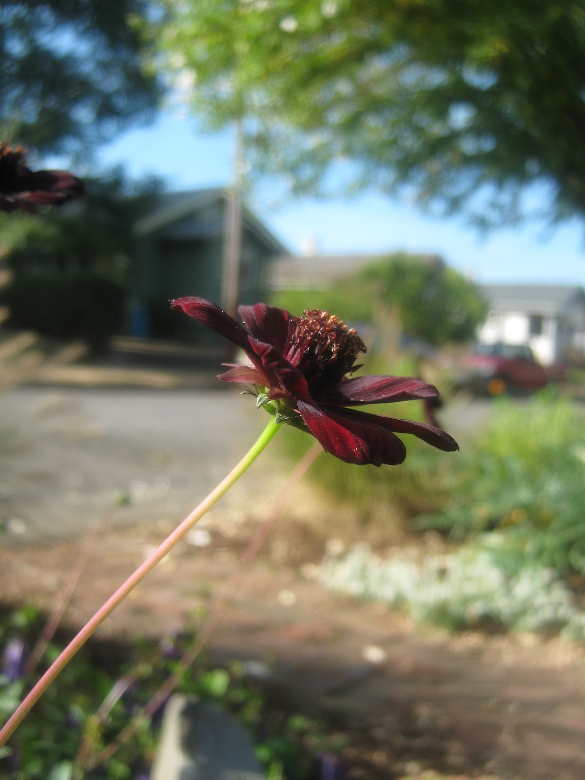 Rindy Mae: The Mums Are Blooming!