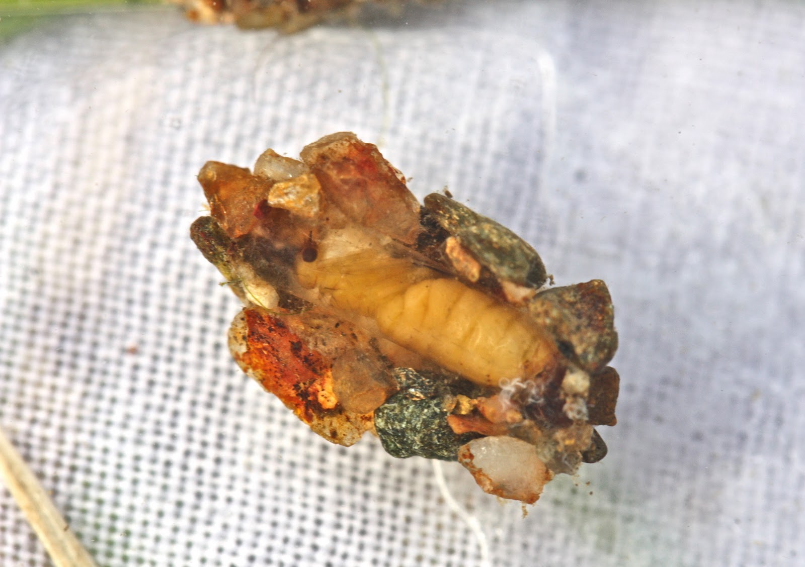 Aquatic Insects of Central Virginia: And, It Was.....A Fingernet Caddis ...
