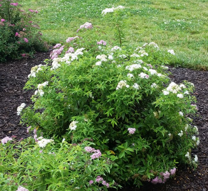 Future Plants by Randy Stewart: Spirea