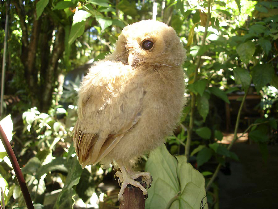 bxo: Natureza - Dongosaru - Palau