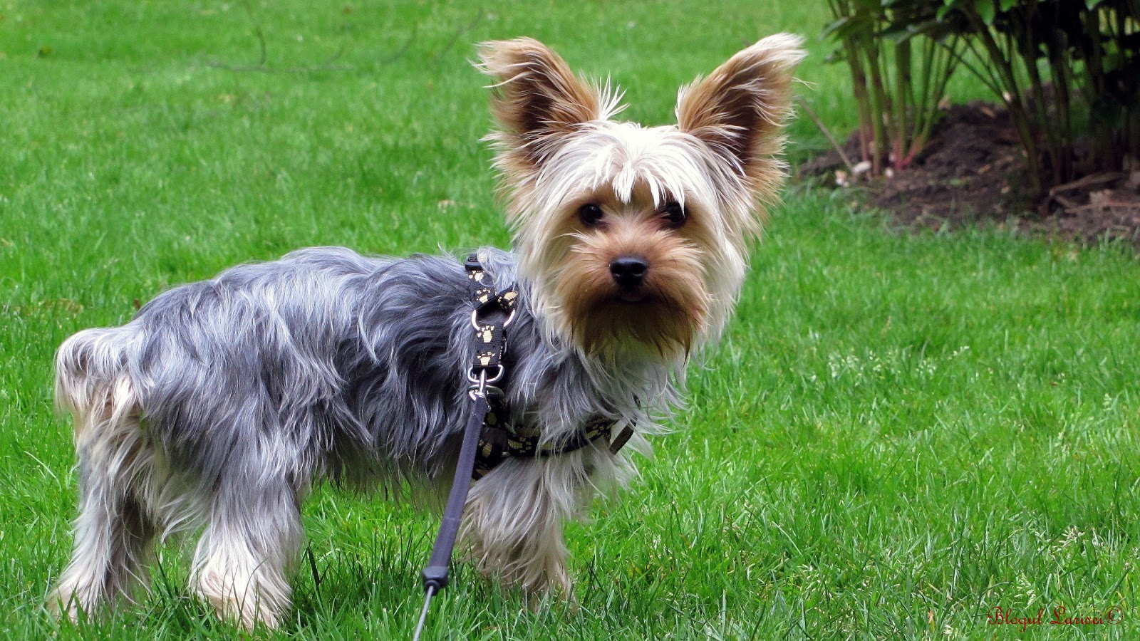 Dacă vrei un yorkshire terrier... - Blogul Larisei