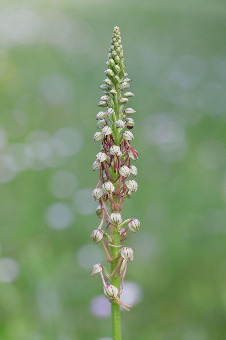 Les raisons de la liberté: Le secret des orchis boucs