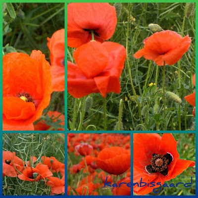 Karen`s Nature Photography: Poppy Collage.
