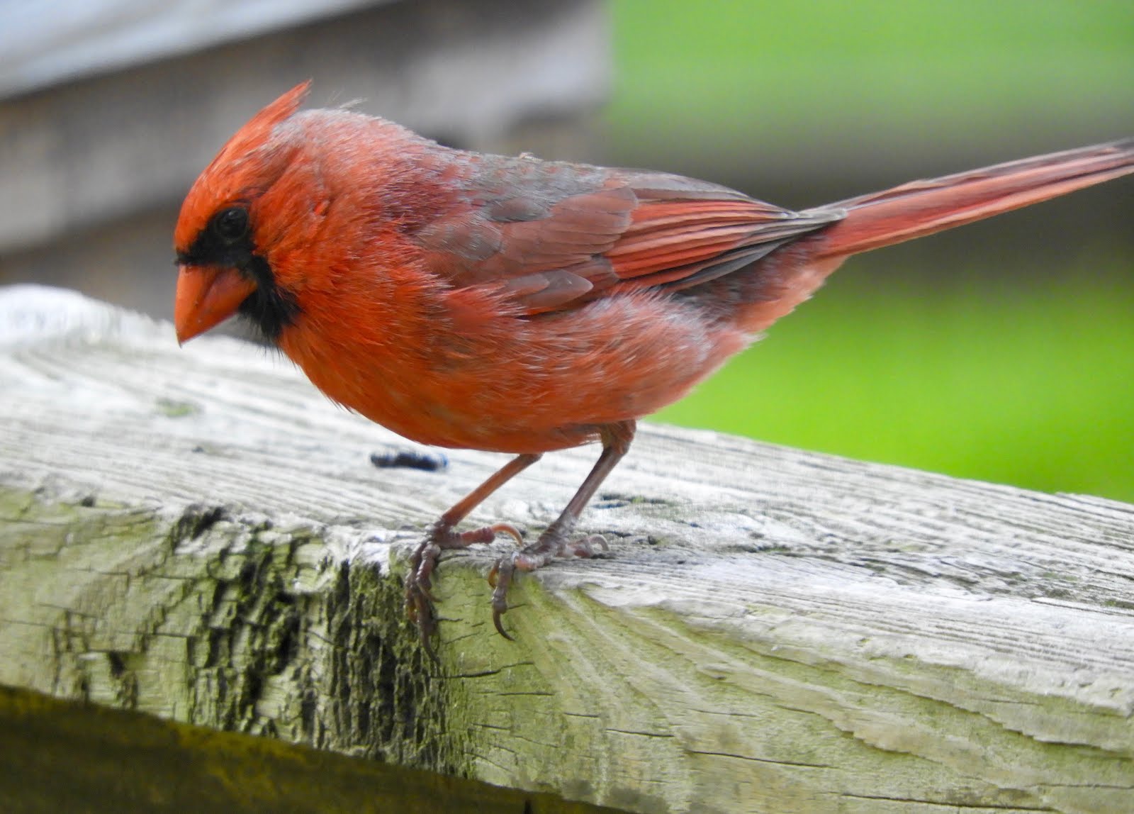 It's All About Purple: The Tree...