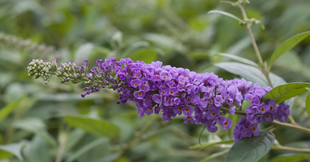 shiatoshi: Tutti Frutti Butterfly Bush : Description and Planting ...