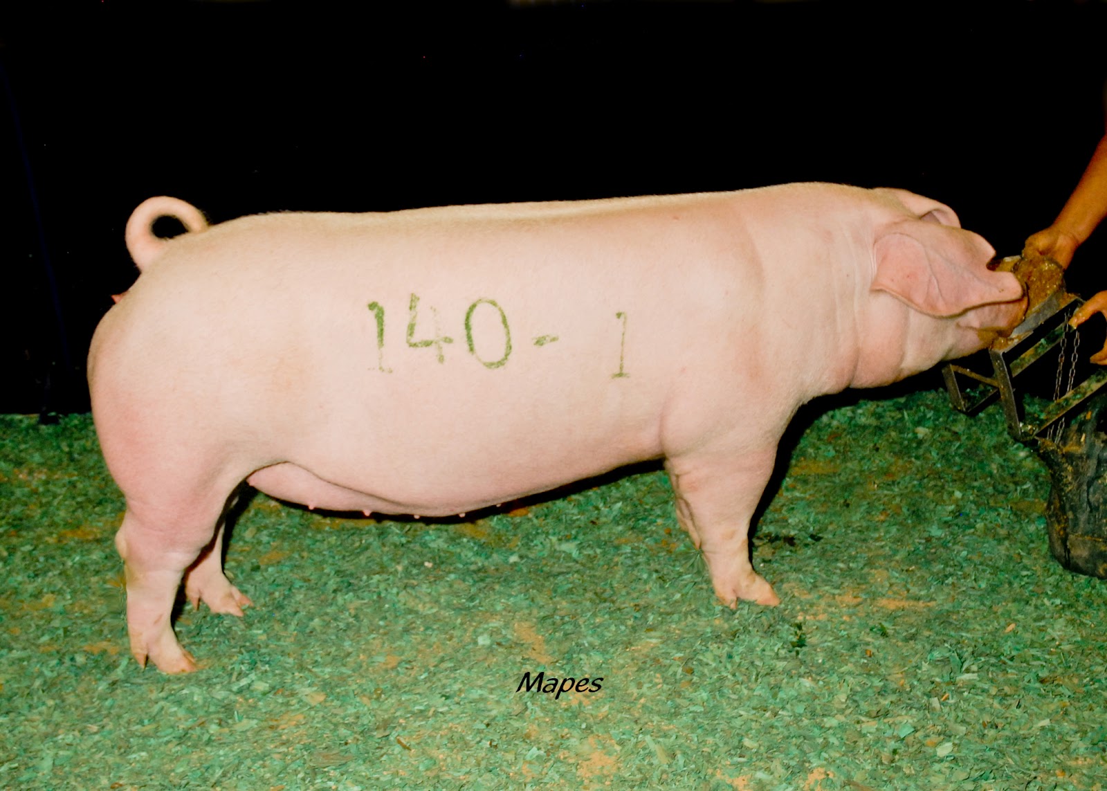 NSR Fieldview: Updated National Barrow Show® Hog College Entries