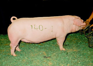 NSR Fieldview: Updated National Barrow Show® Hog College Entries