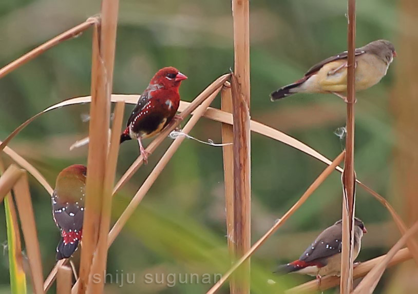 Cranium Bolts: Munia mania at Hoskote