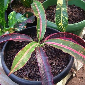 Tanaman Puring (Codiaeum variegatum) - Ganesha Flora Bali