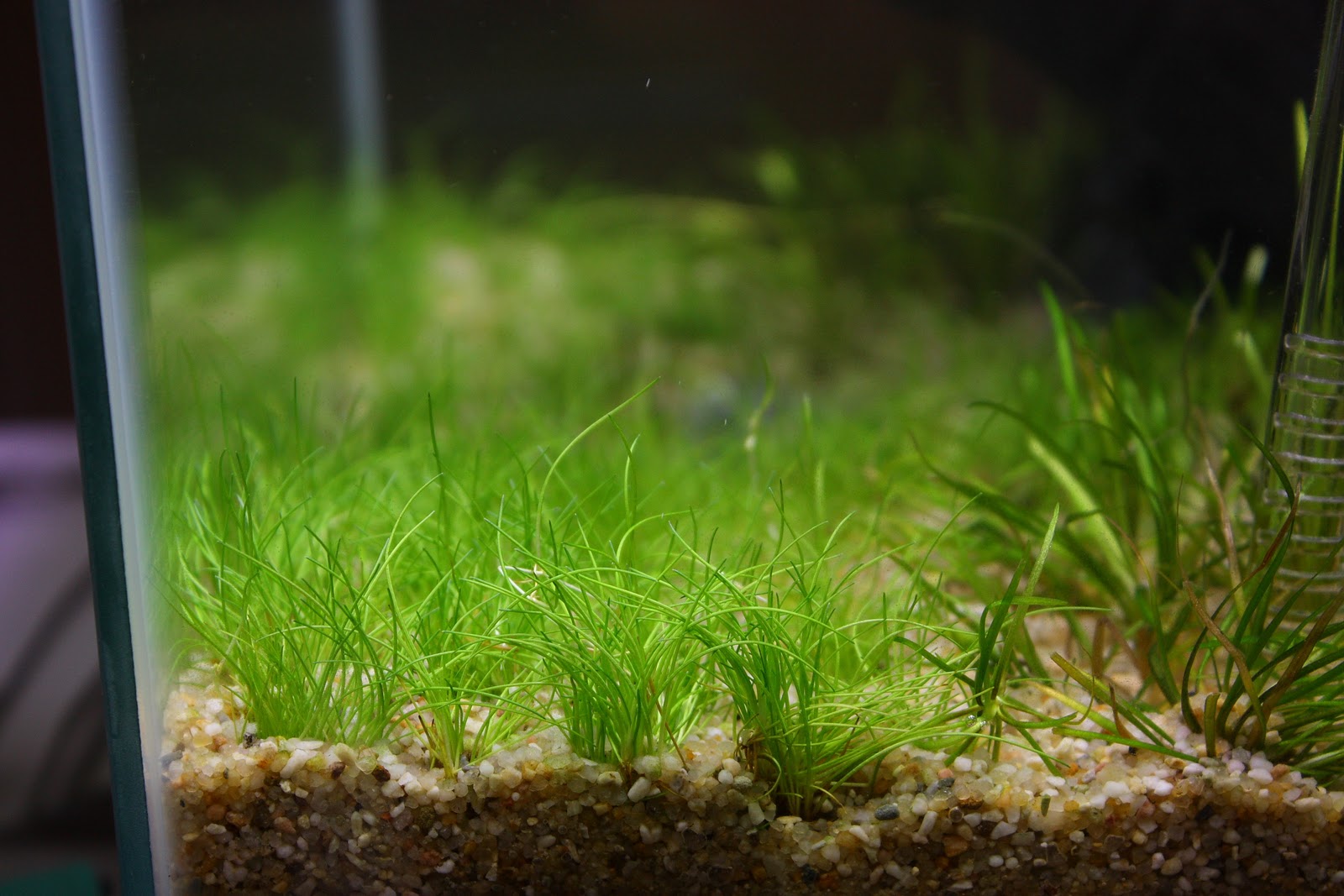 Green Valley - 36l - PlantSwap