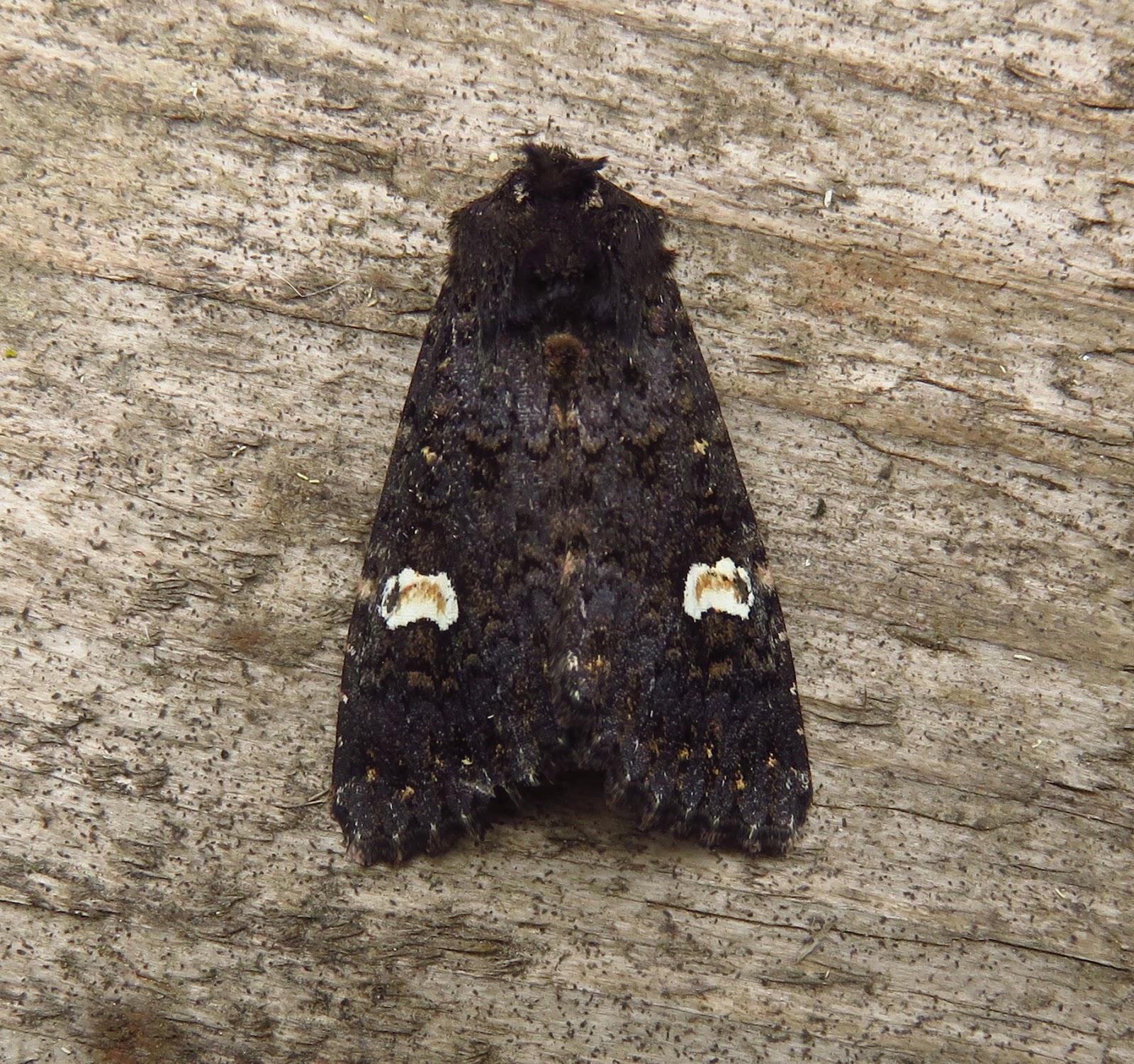 MERSEA WILDLIFE: SELECTION OF MOTHS