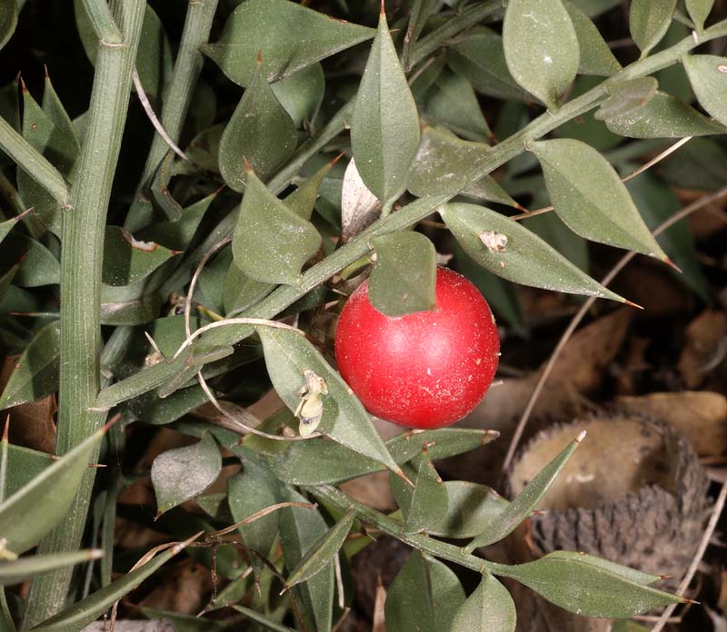 Flora Attica: Ruscus aculeatus