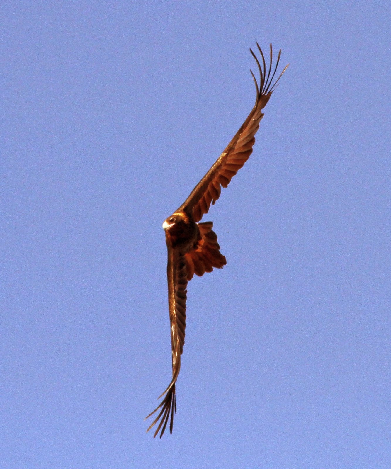Richard Waring's Birds of Australia: A Divine Wedge-tailed Eagle, a ...