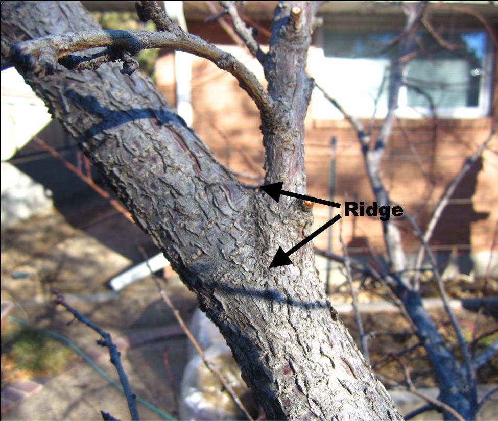 Fruit Tree Pruning at Its Best: What is a Ridge?