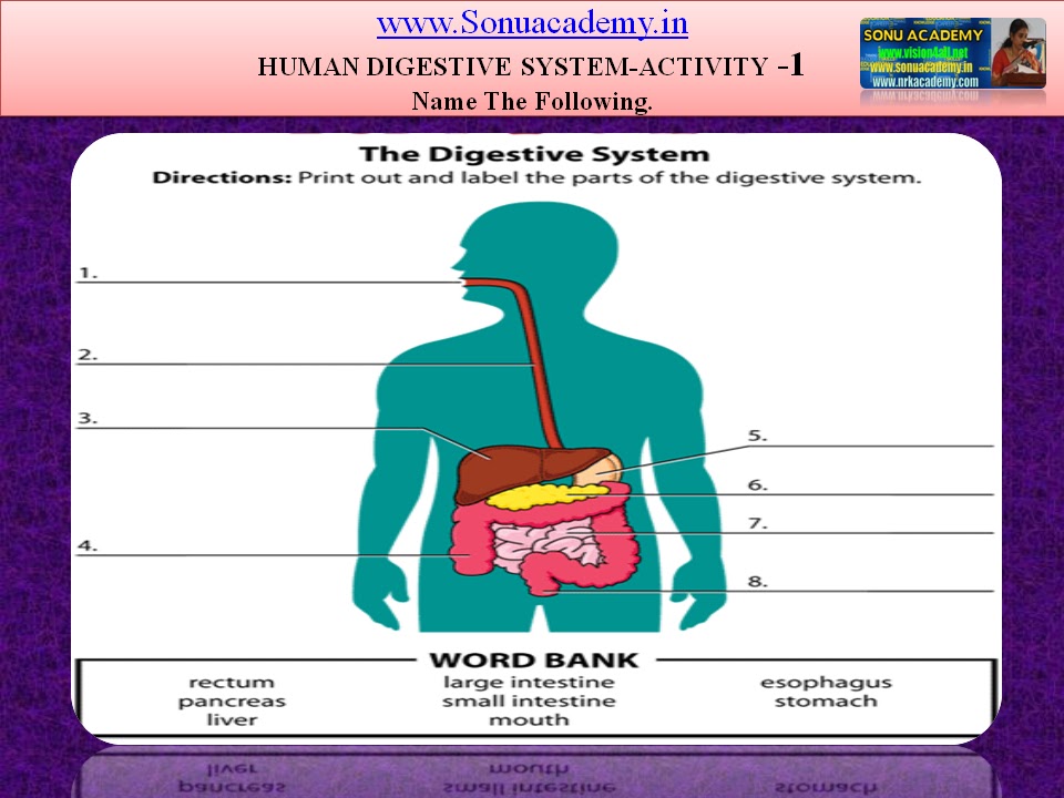 SONU ACADEMY: HUMAN DIGESTIVE SYSTEM- ACTIVITY-1