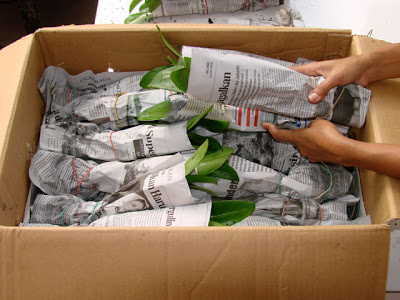 Cara Packing Barang,Hewan,Tumbuhan,Ikan yang sesuai standard pengiriman