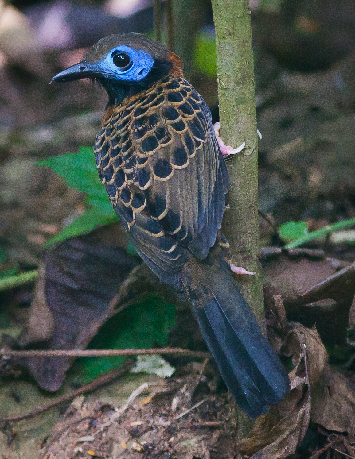 Wild life: Antbird | wild birds