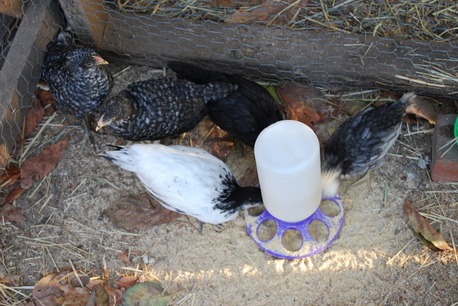 Simplify: Growing Chicks & Growing Garden