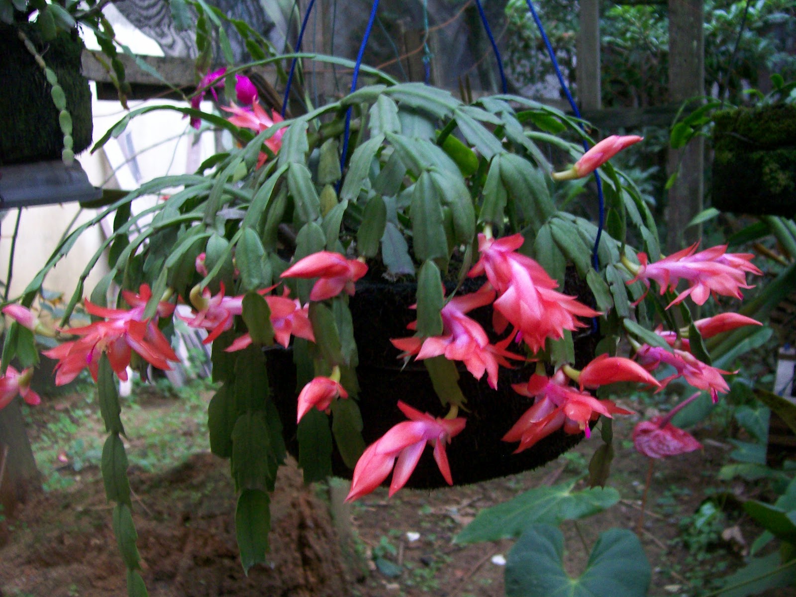 PLANTAS,ORQUIDEAS,DICAS,NOTICIAS,CURIOSIDADES: FLOR DE SEDA (RIO + 20)