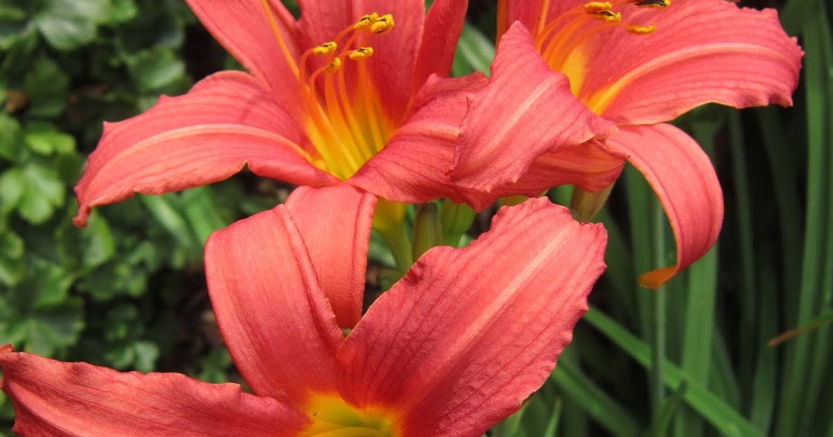 Daglelies als bodembedekker