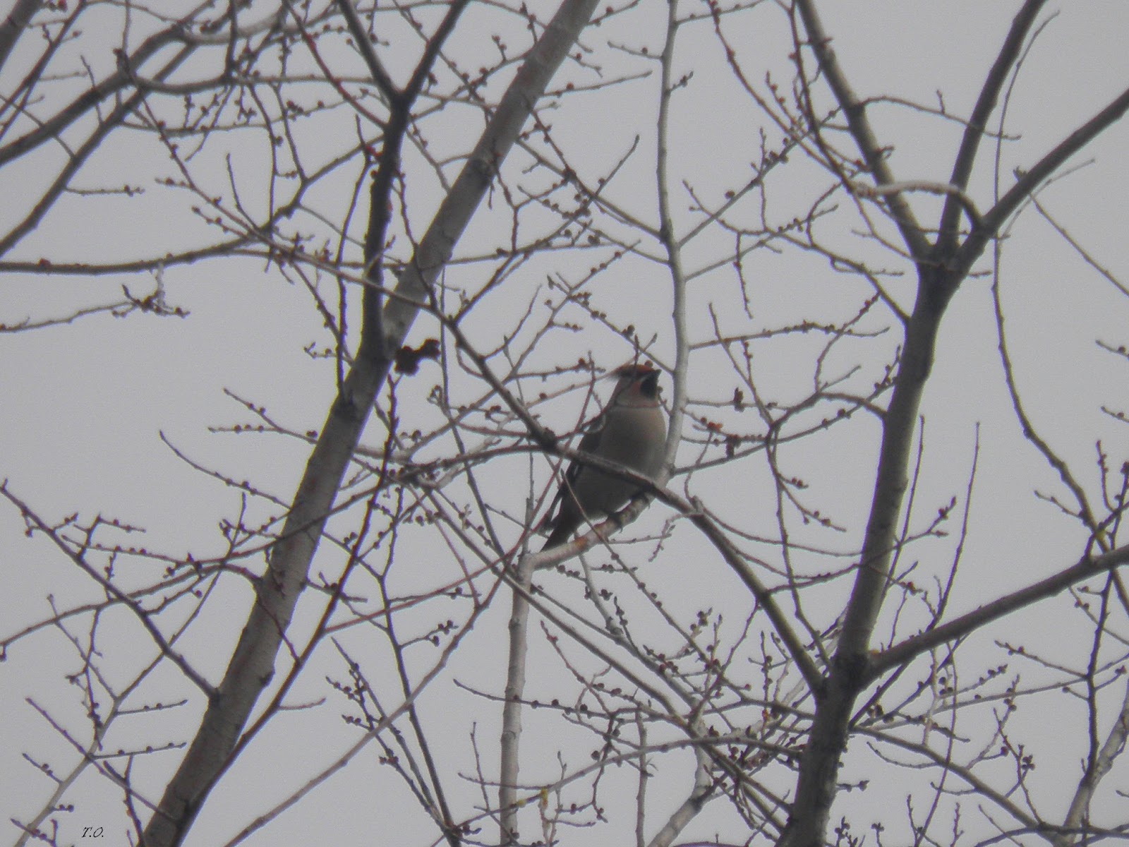 PASARI DIN ROMANIA: MATASARI, Bombycilla garrulus (2)