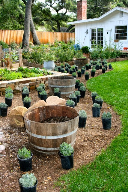 The Polished Pebble: Herb Garden