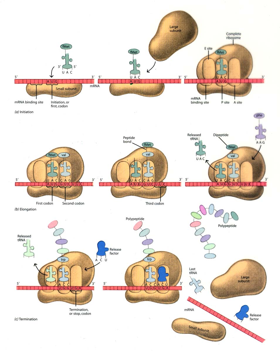 REPLIKASI, TRANSKRIPSI DAN TRANSLASI (SINTESIS PROTEIN)