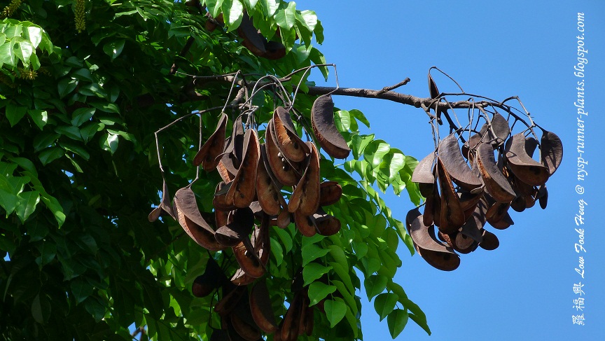 馬來西亞熱帶雨林: Erythrophleum 格木屬