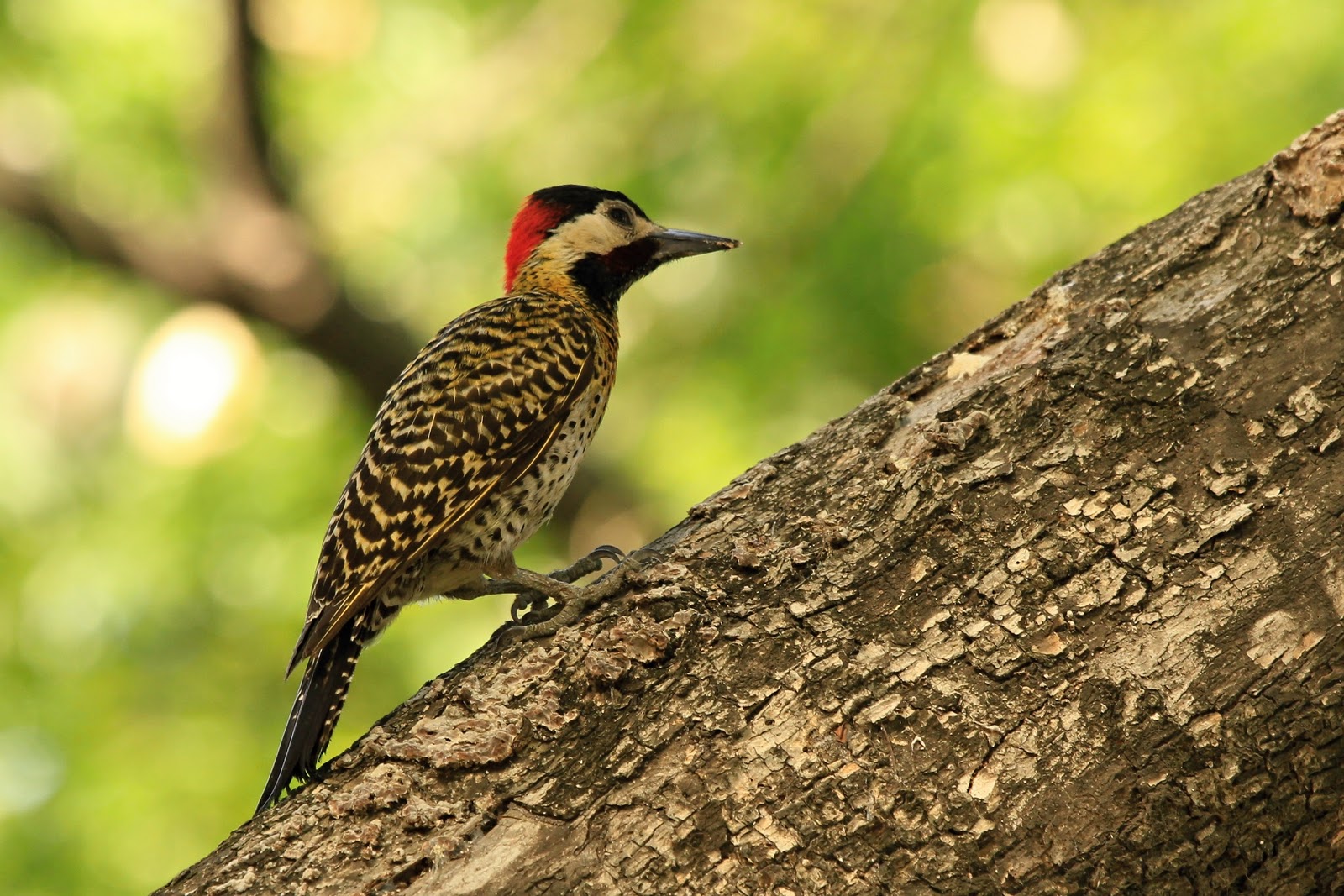 Woodpeckers of the World: 2012