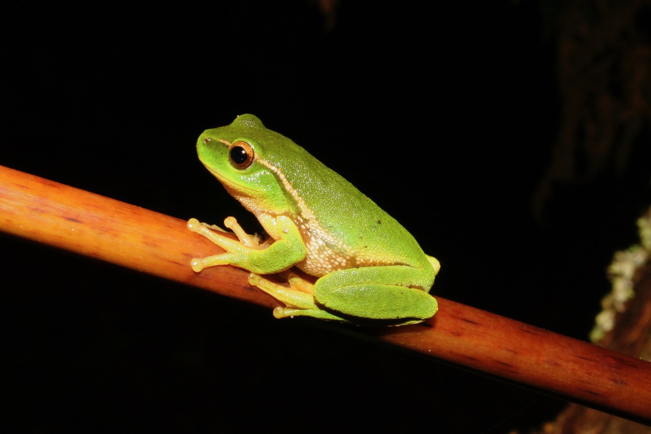 Illawarra frogs | Growing Illawarra Natives