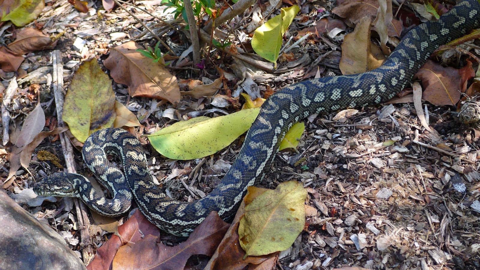 Titania-Everyday...or almost every day ...