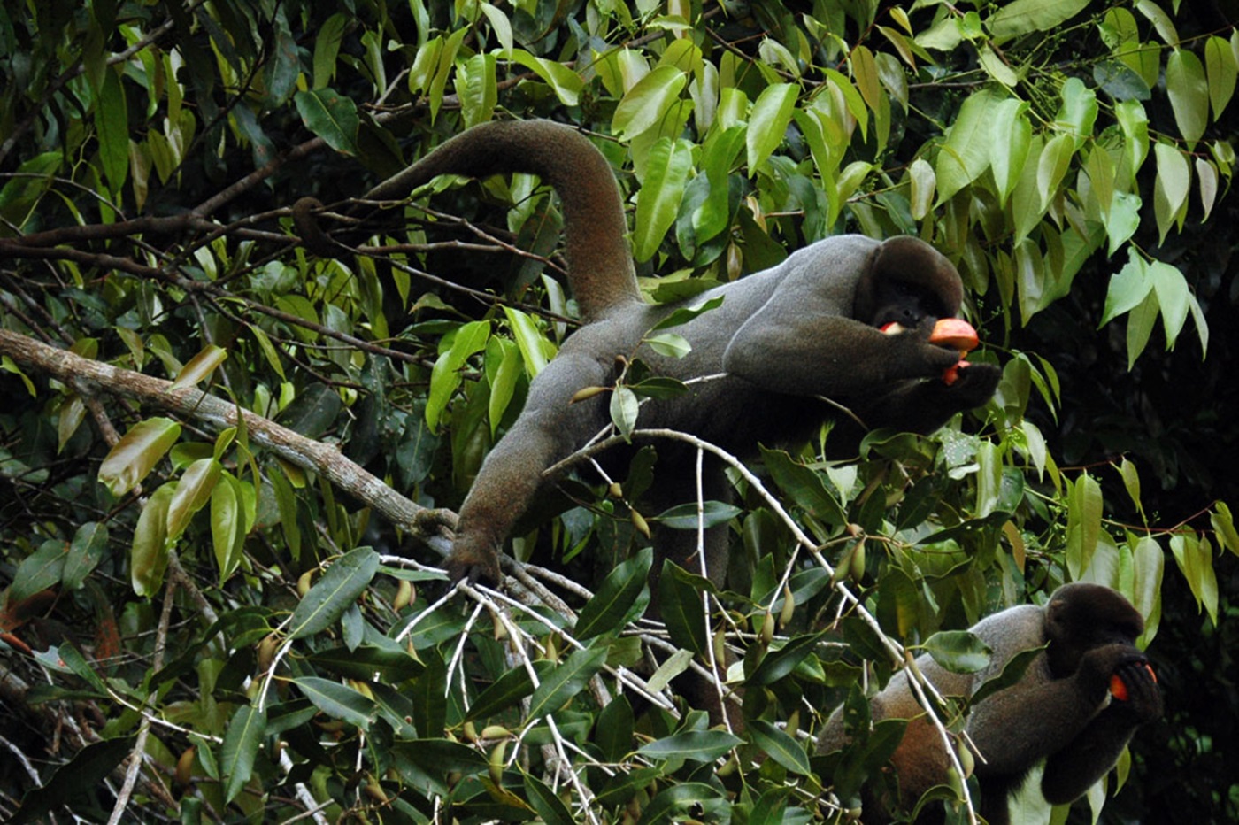 Blog do Edu Ambiental: Macaco cuxiú