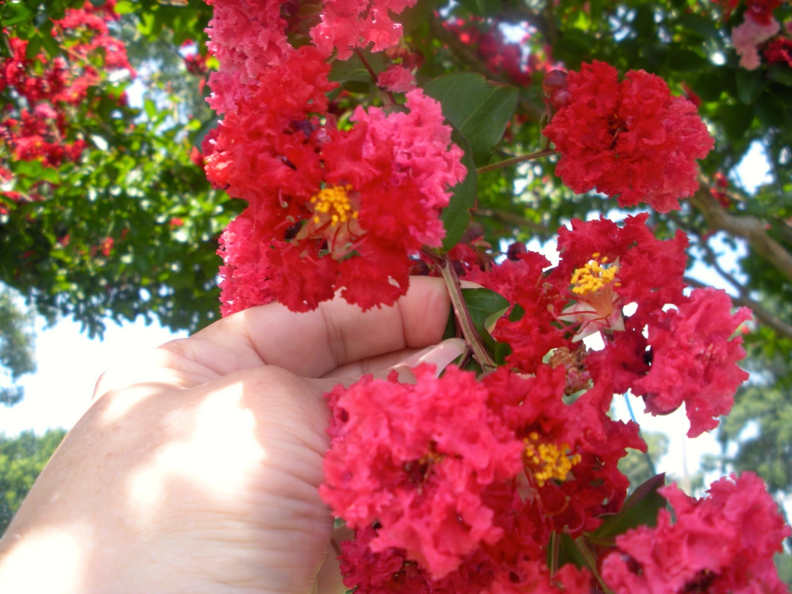 Memphis Trees: July 2014