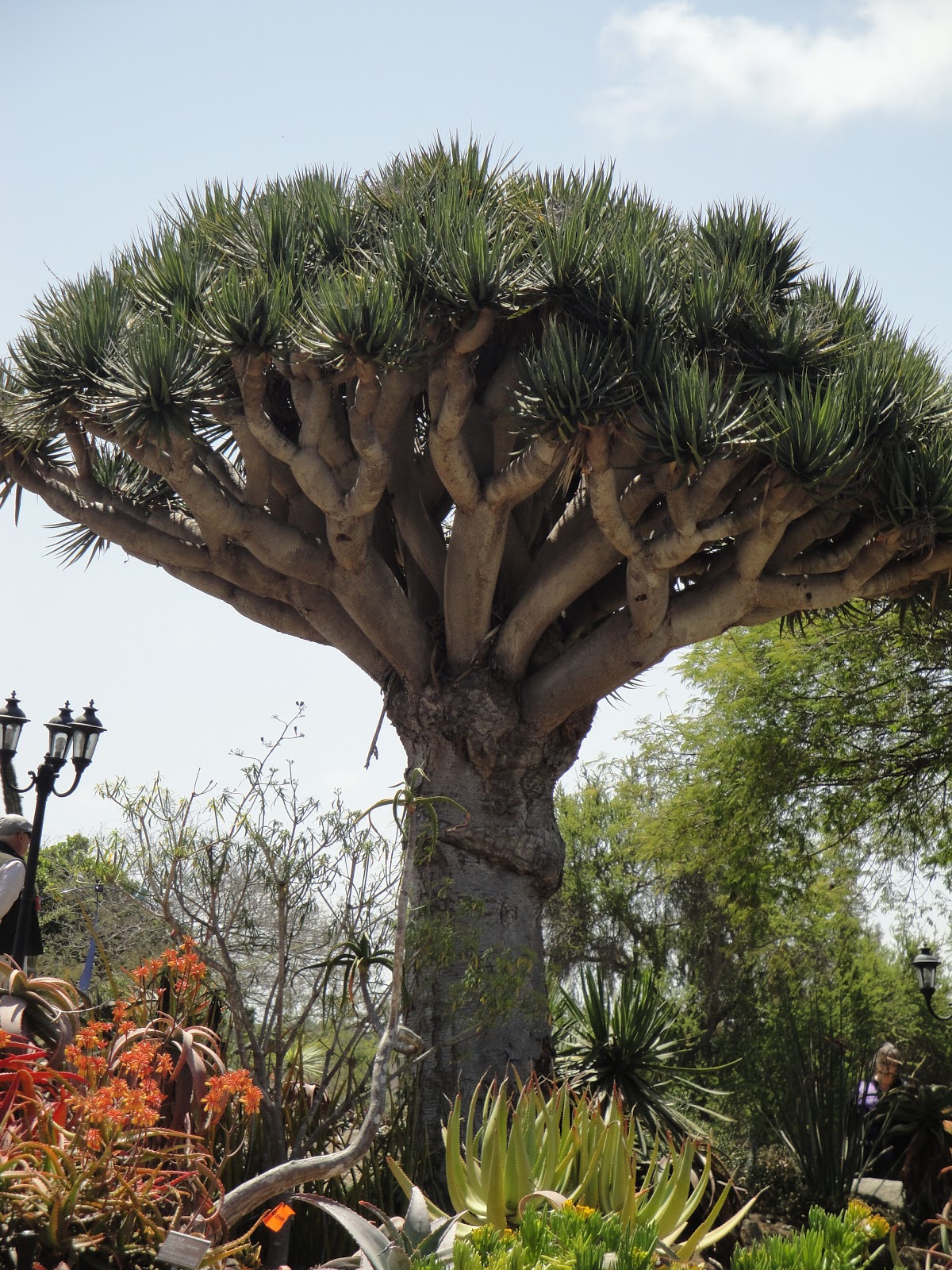 The Pringle Plan: San Diego Botanic Garden